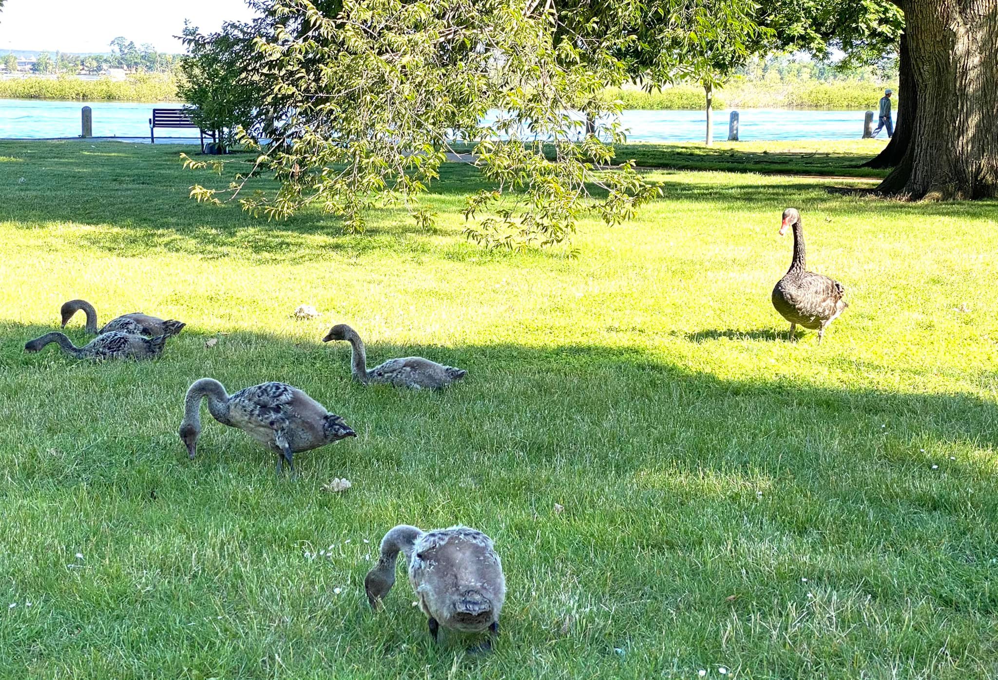 Vietbooking - TP.Ballarat và hồ thiên nga